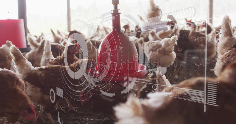 Chickens Feeding in Barn with Digital Data Processing Animation Overlay ...