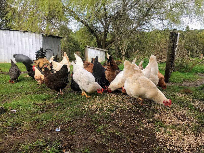 Happy farm hens stock image. Image of healthy, nature - 147430857