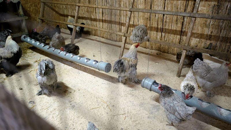 Chickens Feeding in a Rustic Barn Environment Stock Image - Image of ...