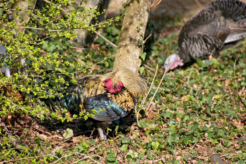 Chickens in the field stock photo. Image of domestic - 238117542
