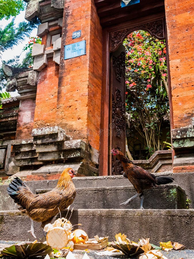 Chickens Fighting Over Food on a Temple Steps Stock Photo - Image of ...