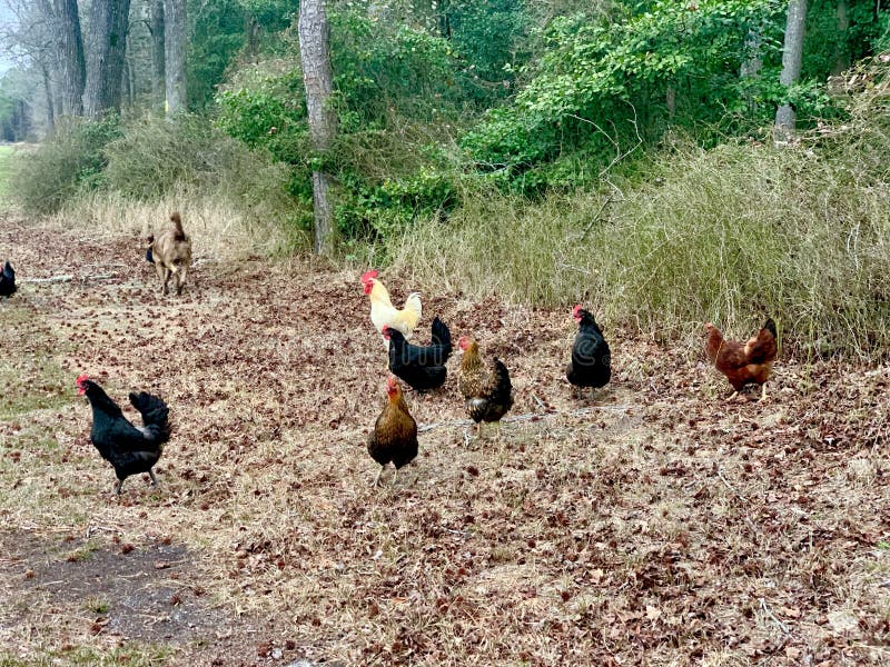 Chickens foraging stock photo. Image of chickens, foraging - 173470854