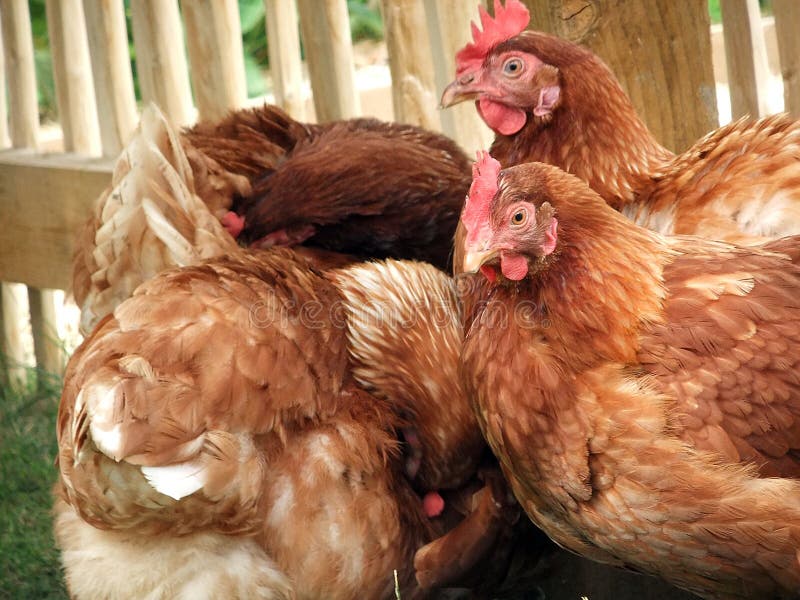 Chickens stock photo. Image of chickens, heads, coup - 91817178