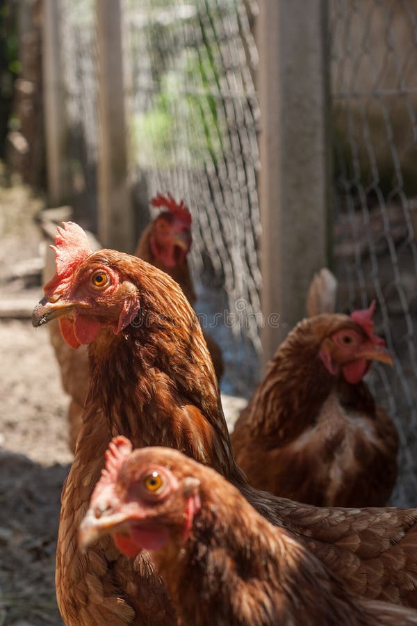 Red hen and four chickens stock image. Image of farmyard - 113748671