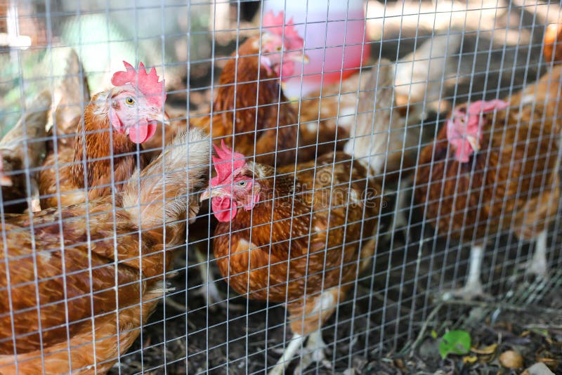Chickens Free Range Organic Poultry in a Country Farm Stock Image ...