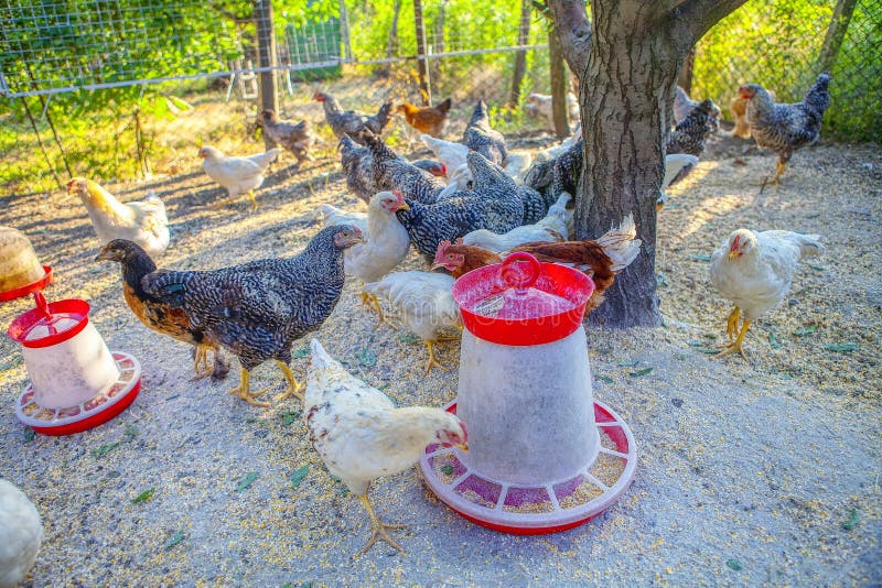 Chicken in the farm yard stock photo. Image of group - 221608054