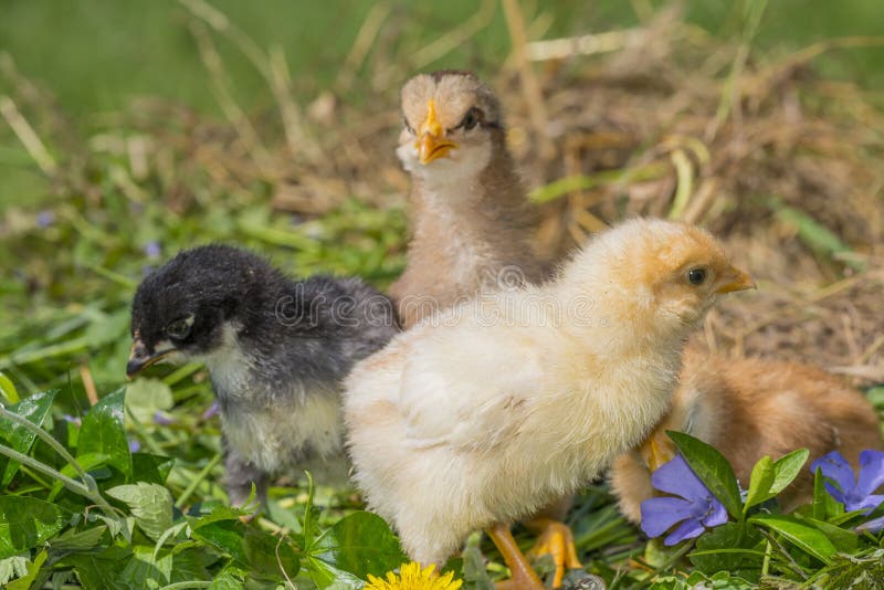 Chickens in garden stock photo. Image of grass, springtime - 92455598