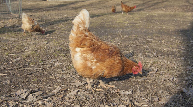 Chickens in Garden. Early Spring Stock Image - Image of freedom ...