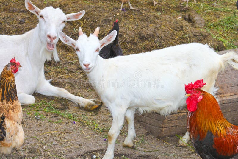 Chickens and Goats on the Farm Stock Image - Image of healthy, black ...