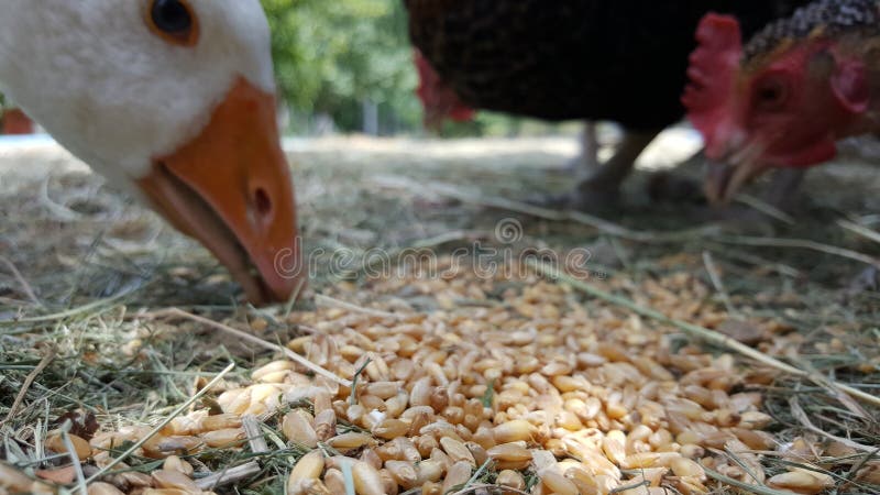 Chickens and goose feeding stock image. Image of coop - 173425363