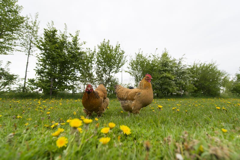 Chickens in grass stock image. Image of single, dandelions - 89336663