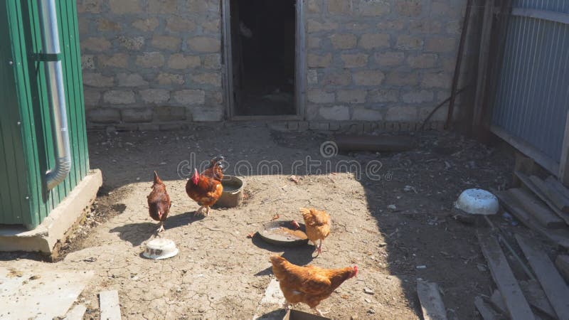 Chickens Graze in the Paddock of Chicken Coop Stock Video - Video of ...