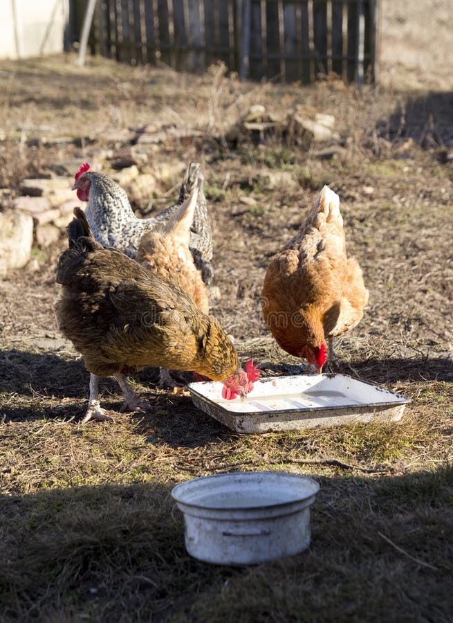 Chickens stock image. Image of group, poultry, country - 39732193