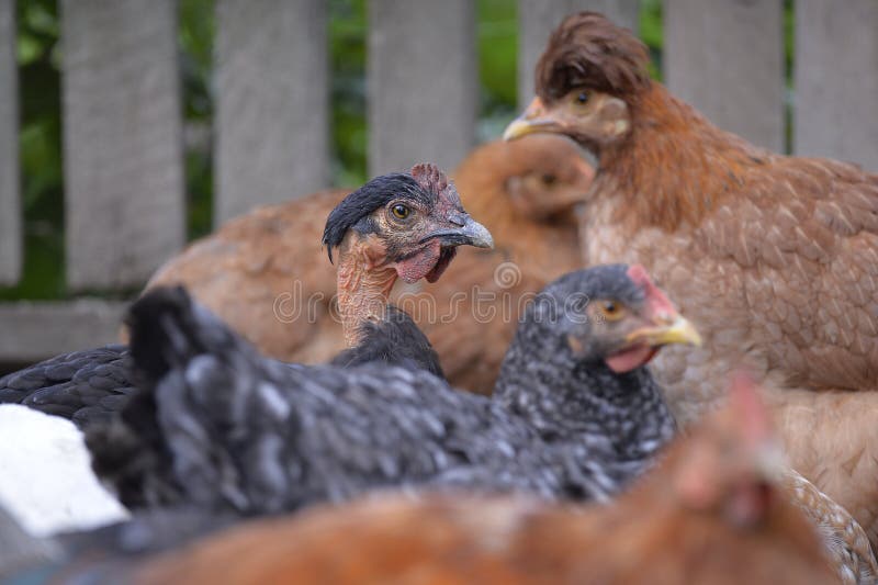 Chickens stock photo. Image of domesticus, head, feeding - 63569202