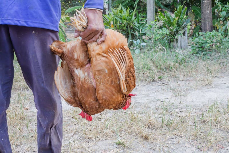 Chickens in hand. stock image. Image of legs, head, hand - 72747269