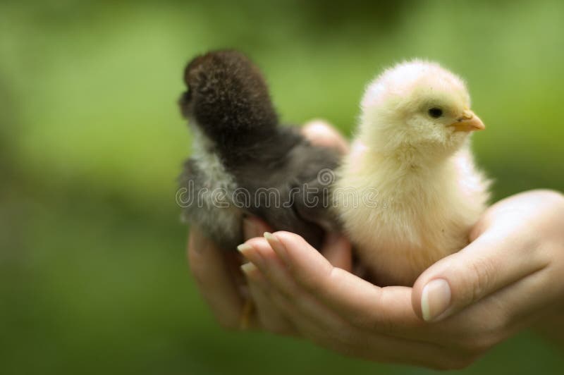 Baby chick on palm stock photo. Image of chicken, beak - 6107912