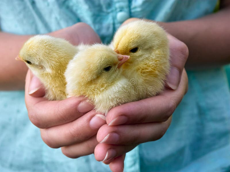 102 Baby Chickens Human Hands Stock Photos - Free & Royalty-Free Stock ...