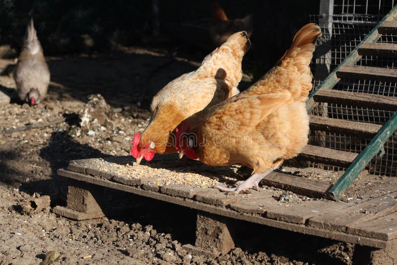 Chickens Having a Dry Bath Together Stock Image - Image of bruce ...