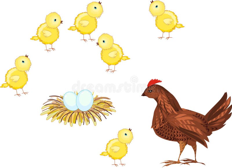 Chickens stock vector. Illustration of chickens, chicks - 46891199