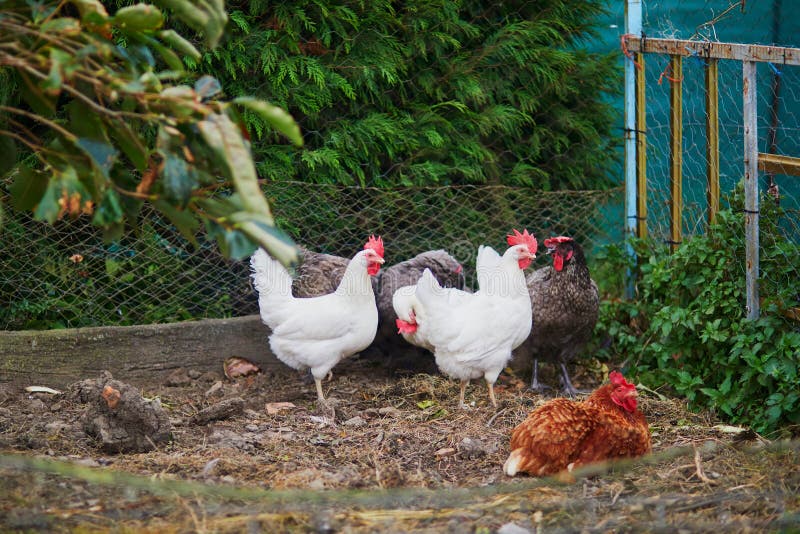 Chickens in Hen House on Farm Stock Photo - Image of house, feather ...