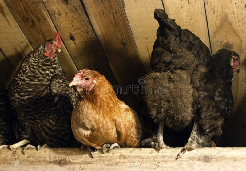 Chickens in the Hen House. Chickens Sit in the Perch Stock Image ...