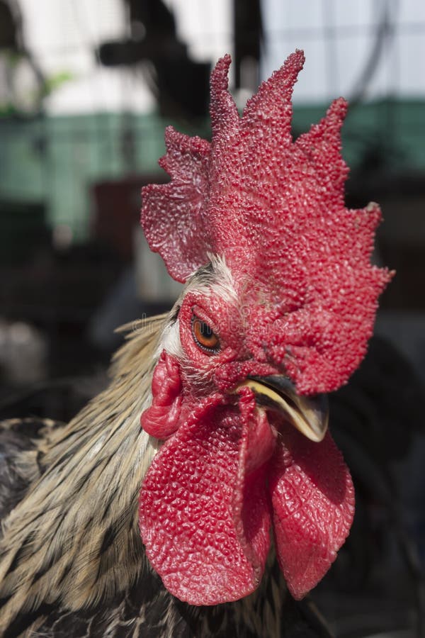 Chickens, Hens, a Close-up Face Stock Image - Image of isolated, brown ...