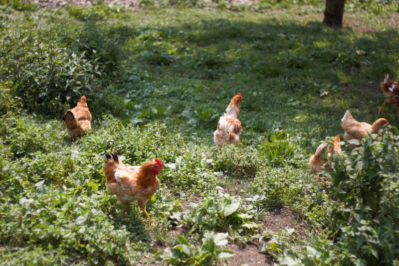 Chickens and Hens on the Farm Stock Image - Image of group, hens: 126432857