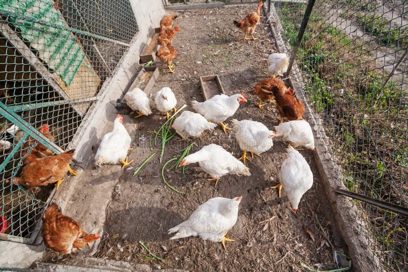 Chickens or Hens Inside a Chicken Coop Stock Image - Image of ...