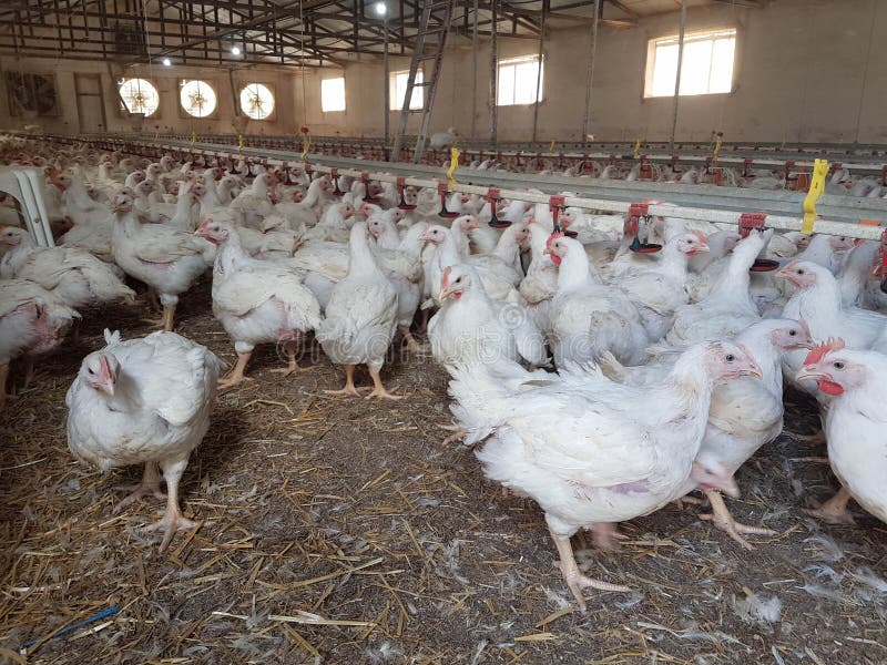 Chickens Hens Poultry Farm Many Looking Feeding Stock Image - Image of ...