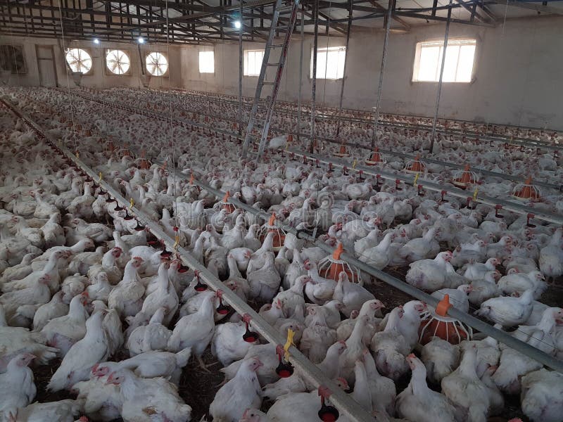 Chickens Hens Poultry Farm Many Looking Feeding Stock Photo - Image of ...
