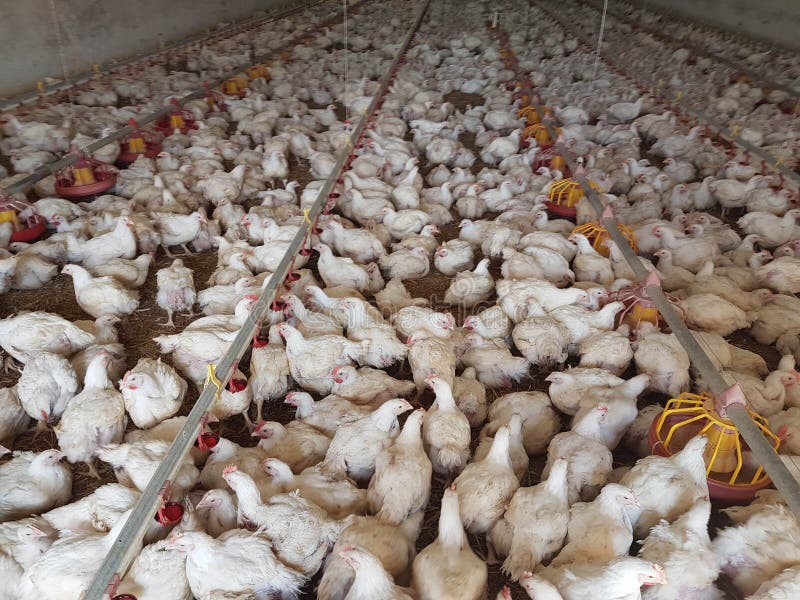 Chickens Hens Poultry Farm Many Looking Feeding Stock Photo - Image of ...