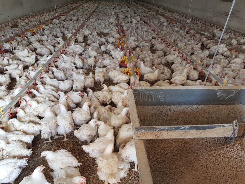Chickens Hens Poultry Farm Many Looking Feeding Stock Image - Image of ...
