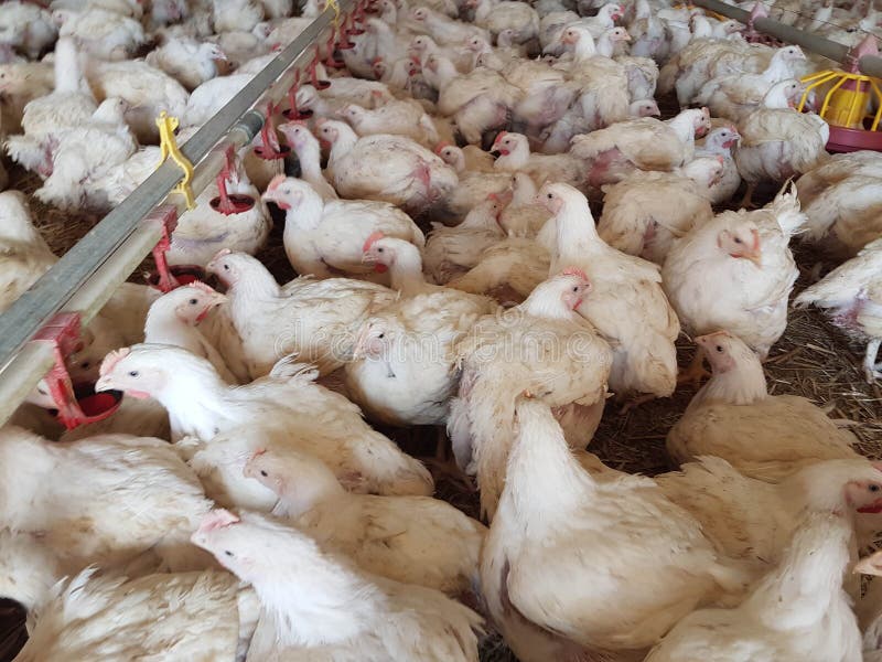 Chickens Hens Poultry Farm Many Looking Feeding Stock Image - Image of ...
