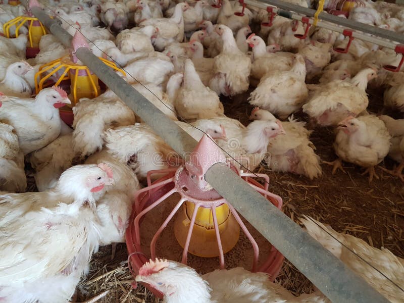 Chickens Hens Poultry Farm Many Looking Feeding Stock Photo - Image of ...