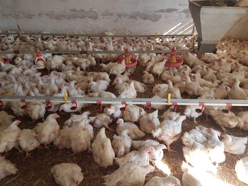 Chickens Hens Poultry Farm Many Looking Feeding Stock Photo - Image of ...
