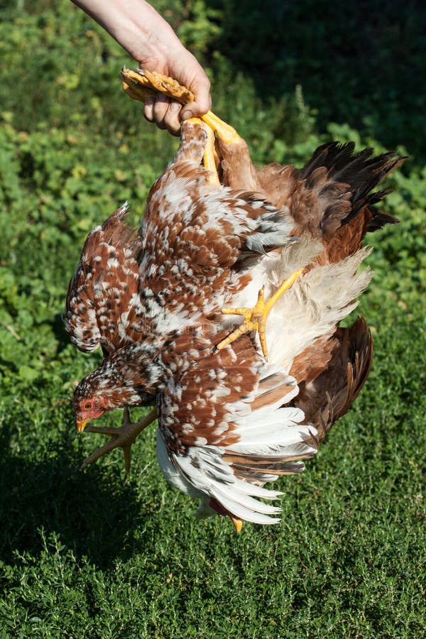 383 Human Chickens Stock Photos - Free & Royalty-Free Stock Photos from ...