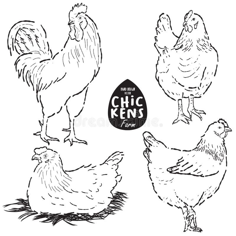 Chickens Hand Drawn Vector Set Stock Vector - Illustration of birds ...