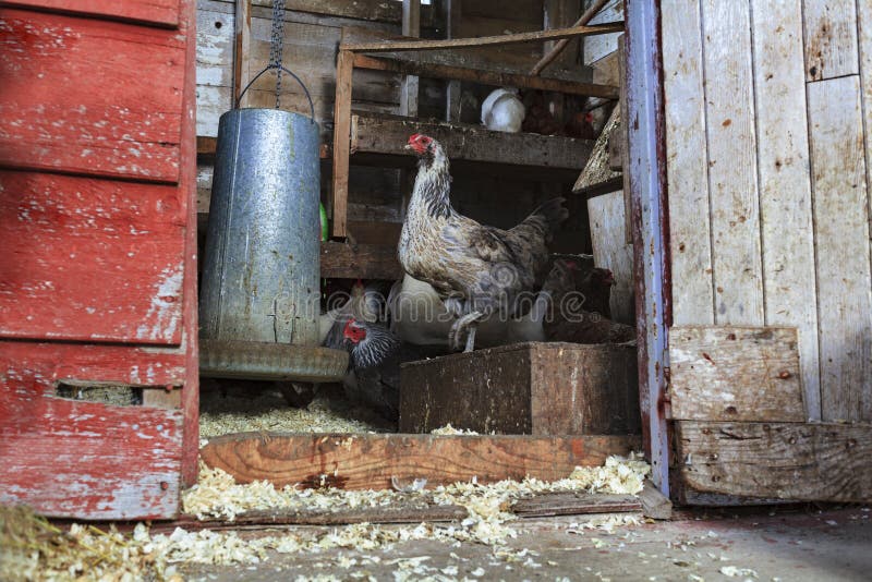 Chickens Inside a Coop on a Rural Farm Stock Image - Image of chickens ...