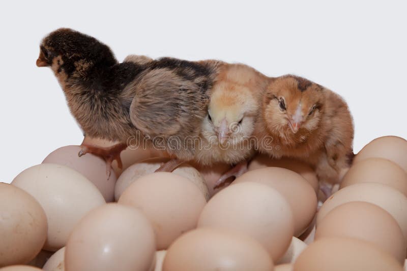 Chickens just being born. stock image. Image of animal - 172453721