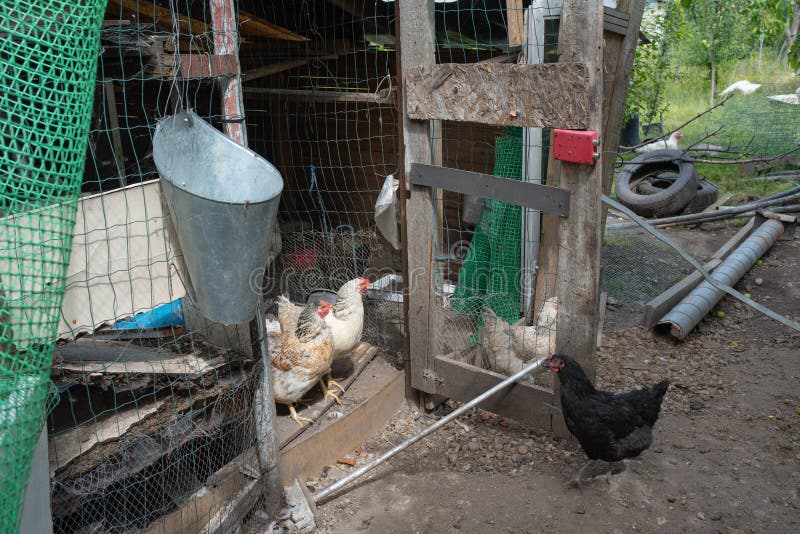 Chickens are Kept in a Barn with a Messy Environment Stock Photo ...