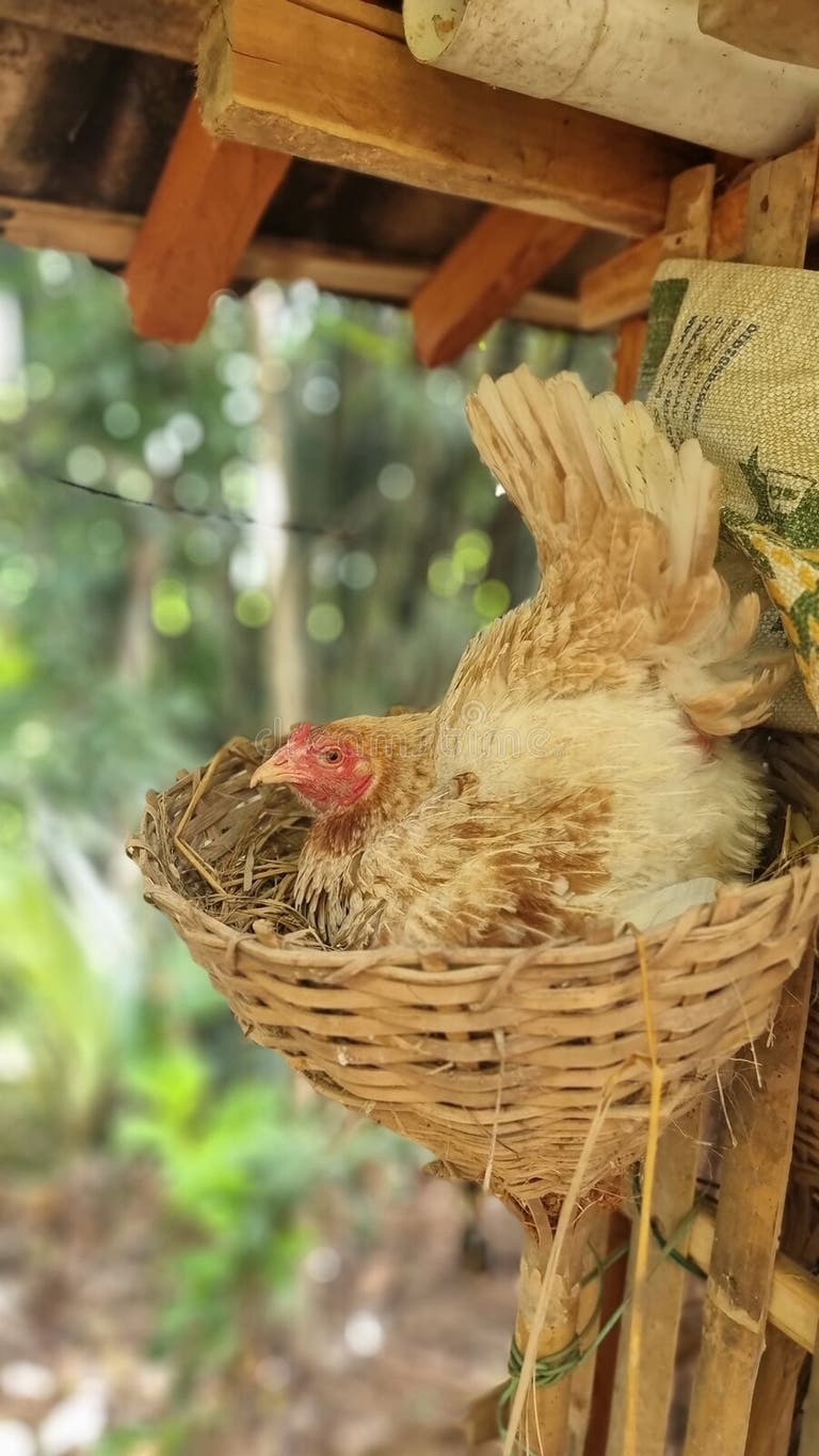 1,176 Chickens Laying Eggs Lumps Stock Photos - Free & Royalty-Free ...