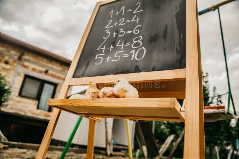 Chickens Learn Math, Animal School Stock Photo - Image of food, book ...