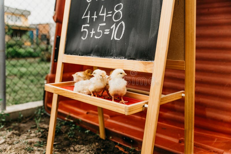 Chickens Learn Math, Animal School Stock Photo - Image of animal, humor ...