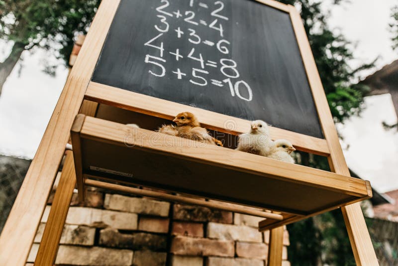 Chickens Learn Math, Animal School Stock Photo - Image of chalk ...