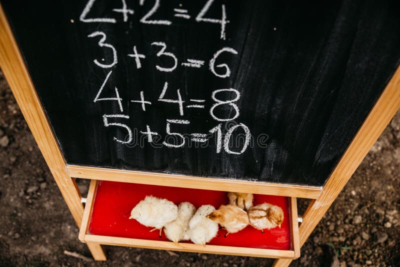 Chickens Learn Math, Animal School Stock Photo - Image of blank ...