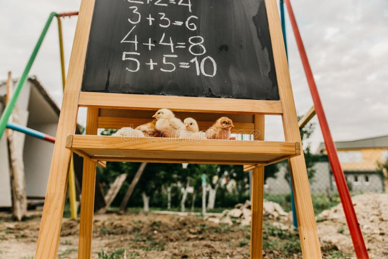 Chickens Learn Math, Animal School Stock Image - Image of beautiful ...