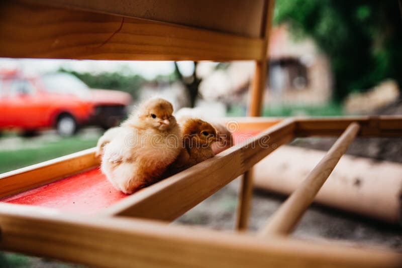 Chickens Learn Math, Animal School Stock Image - Image of animal ...