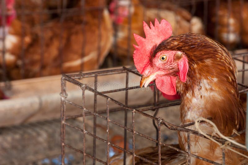 Chickens in the local farm stock photo. Image of fowl - 66505626
