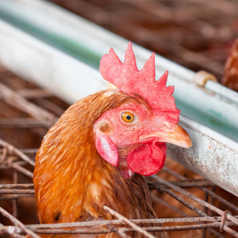Chickens in the local farm stock image. Image of chicken - 66505627