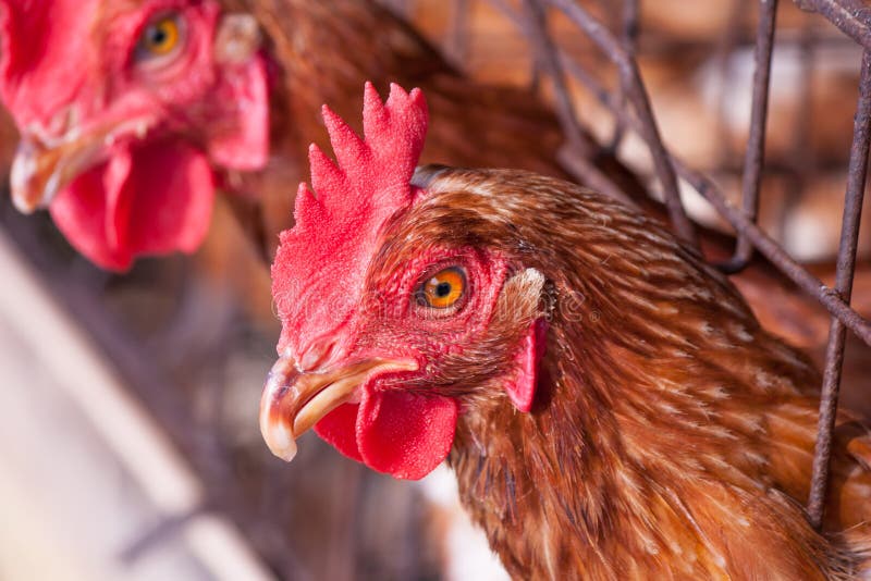 Chickens in the local farm stock image. Image of farming - 68689271